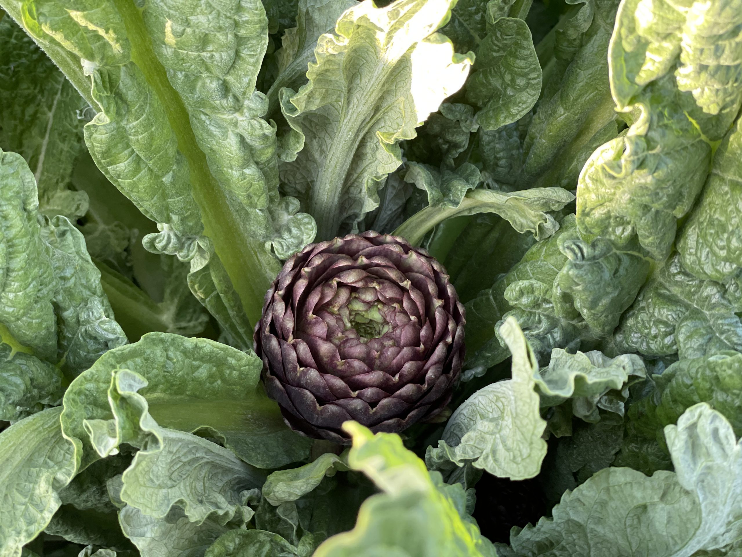 Homepage - Hayashi Fruit Stand